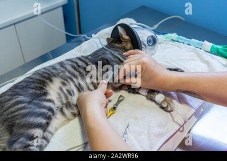 Ecg electrode placing by a veterinarian on a sedated cat with oxygen ...