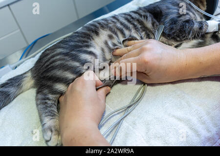 Ecg electrode placing by a veterinarian on a sedated cat with oxygen ...