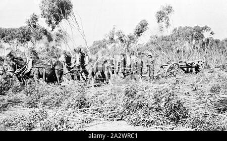 Negative - Mallee, Victoria, circa 1920, A group of men with a Mallee ...