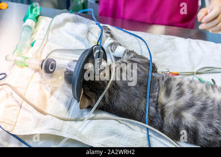 Ecg electrode placing by a veterinarian on a sedated cat with oxygen ...