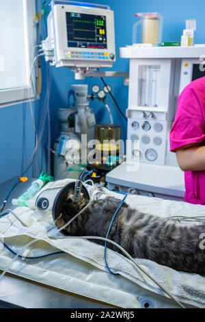 Ecg electrode placing by a veterinarian on a sedated cat with oxygen ...