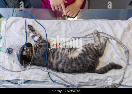 Ecg electrode placing by a veterinarian on a sedated cat with oxygen ...