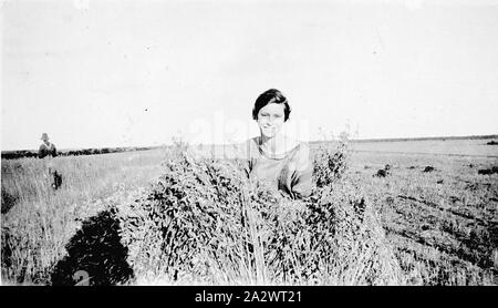 Negative - Mittyack District, Victoria, circa 1928, A six horse team ...