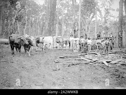 Log hauling by bullock team Stock Photo - Alamy