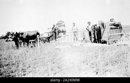 Negative - Kingower District, Victoria, circa 1935, Four men about to ...