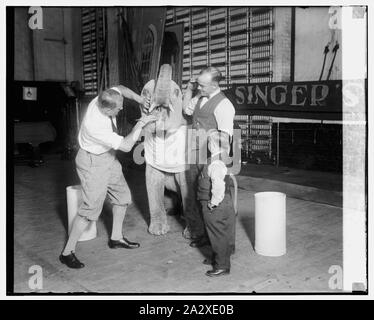 Robert Ellen pulling tooth of baby elephant ca. 1924 Stock Photo - Alamy
