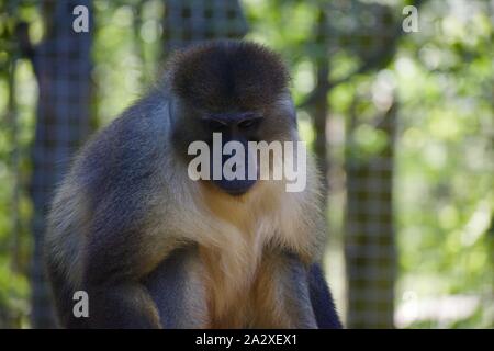 Allen's swamp monkey allenopithecus nigrovirdis in cleveland zoo Stock ...