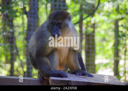 Allen's swamp monkey allenopithecus nigrovirdis in cleveland zoo Stock ...