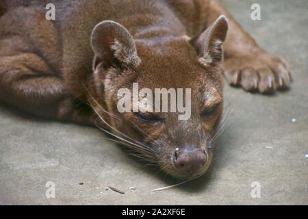 fossa (Cryptoprocta ferox), climbing a tree, largest predator of ...