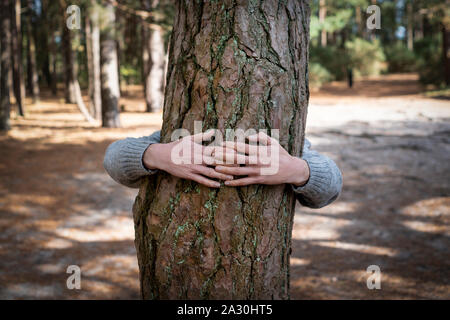 cedar tree wood texture Stock Photo - Alamy