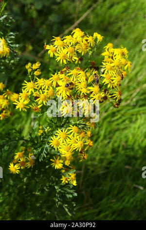 Ragwort, Senecio jacobaea, Stinking Willie, close-up of flowers ...