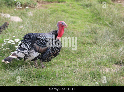 big fat turkey with red protuberance called wattle or dewlap on his ...