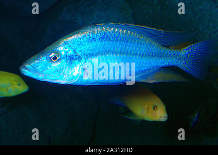 Malawi Eyebiter (Dimidiochromis compressiceps) - Freshwater Fish Stock ...