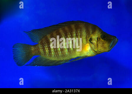 Altolamprologus calvus Gold Stock Photo - Alamy