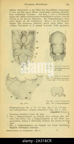 Ephemerida, Plecoptera, Lepidoptera (Page 65) BHL8222745 Stock Photo ...
