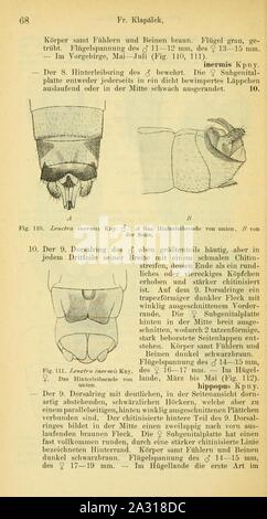 Ephemerida, Plecoptera, Lepidoptera (Page 68) BHL8222748 Stock Photo ...
