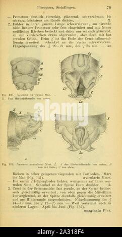 Ephemerida, Plecoptera, Lepidoptera (Page 79) BHL8222759 Stock Photo ...