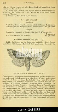 Ephemerida, Plecoptera, Lepidoptera (Page 104) BHL8222784 Stock Photo ...