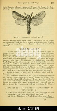 Ephemerida, Plecoptera, Lepidoptera (Page 131) BHL8222811 Stock Photo ...