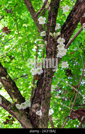 Candle tree (Parmentiera cereifera) flowers Stock Photo - Alamy