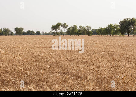 Wheat is one of the main agricultural crops in Pakistan, with 80 ...