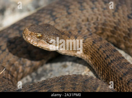Asp Viper (Vipera aspis) with field full of dandelions, Italy Stock ...