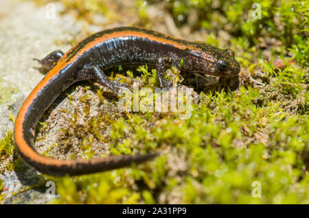 Golden striped salamander Chioglossa lusitanica Muniellos NP Spain ...
