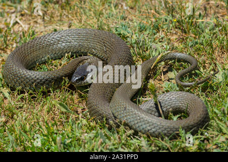Iberian grass snake (Natrix natrix astreptophora), darting its tongue ...