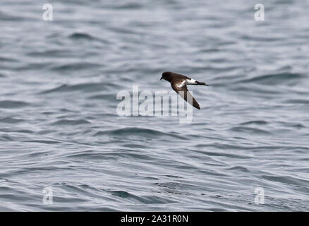 Pincoya Storm-Petrel (Oceanites pincoyae), dorsal view flying over sea ...