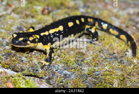 Fire Salamander sub-species (Salamandra salamandra bernardezi) in the ...