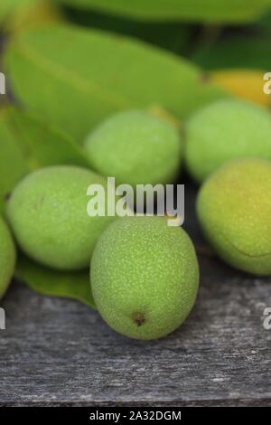 a Selective focus closeup of autumn leaves on a tree Stock Photo - Alamy