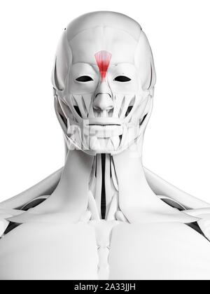Procerus muscle, illustration Stock Photo - Alamy