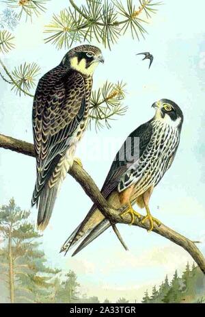 Falco subbuteo NAUMANN Stock Photo - Alamy
