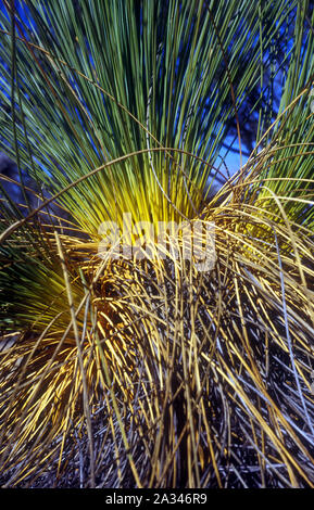 Balga grass tree (Xanthorrhoea preissii) in a Eucalyptus forest. Perth ...