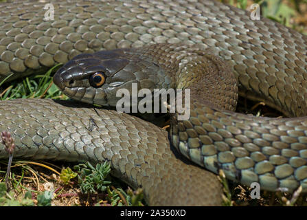 Iberian grass snake (Natrix natrix astreptophora), darting its tongue ...