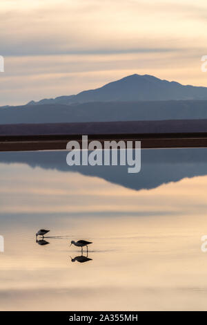 Andean Avocet (recurvirostra andina) birds in the Laguna de Chaxa ...
