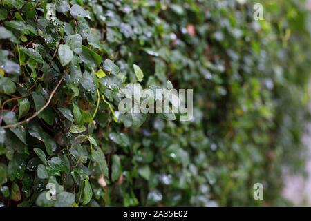 Ficus pumila. creeping fig Stock Photo - Alamy