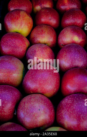 Many fresh natural organic apples candid shot. fresh apple - abstract ...