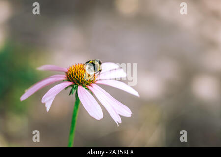 Image of beautiful violet flower and bee Stock Photo - Alamy