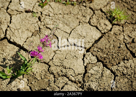 Smooth Darling Pea (Swainsona galegifolia Stock Photo - Alamy