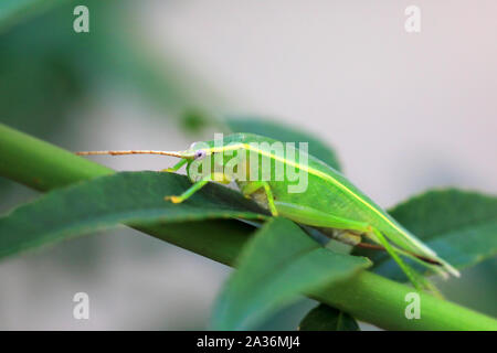 Green Tree Cricket (Truljalia hibinonis) in Japan Stock Photo - Alamy