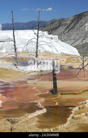Angel Terrace at Mammoth hot Spring at Yellowstone National Park Stock ...