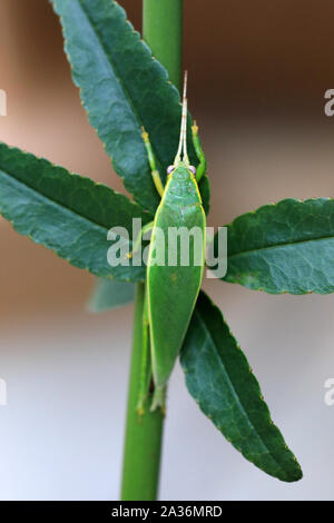 Green Tree Cricket (Truljalia hibinonis) in Japan Stock Photo - Alamy