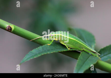 Green Tree Cricket (Truljalia hibinonis) in Japan Stock Photo - Alamy