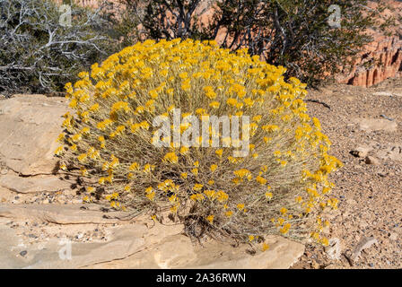 Rubber Rabbitbrush, or Gray Rabbitbrush, (Ericameria nauseosa ...