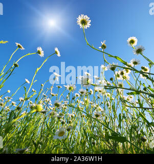 floral composition with many white daisies and red flower Anthurium ...