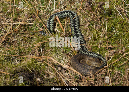 Adder or Northern Viper (Vipera berus). Adult male. Showing 'zigzag ...