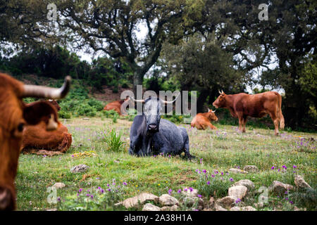Spain Andalusia Bull Cattle Cow grazing in greenery meadow Stock Photo ...