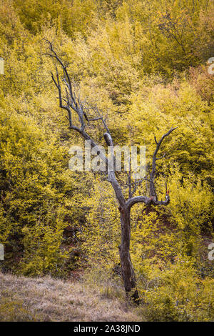 A dead tree in front of a beautiful sunset on Big Island, Hawaii, USA ...