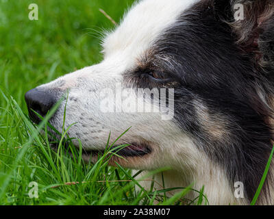 Closeup of a black and white collie dog standing in the garden Stock ...